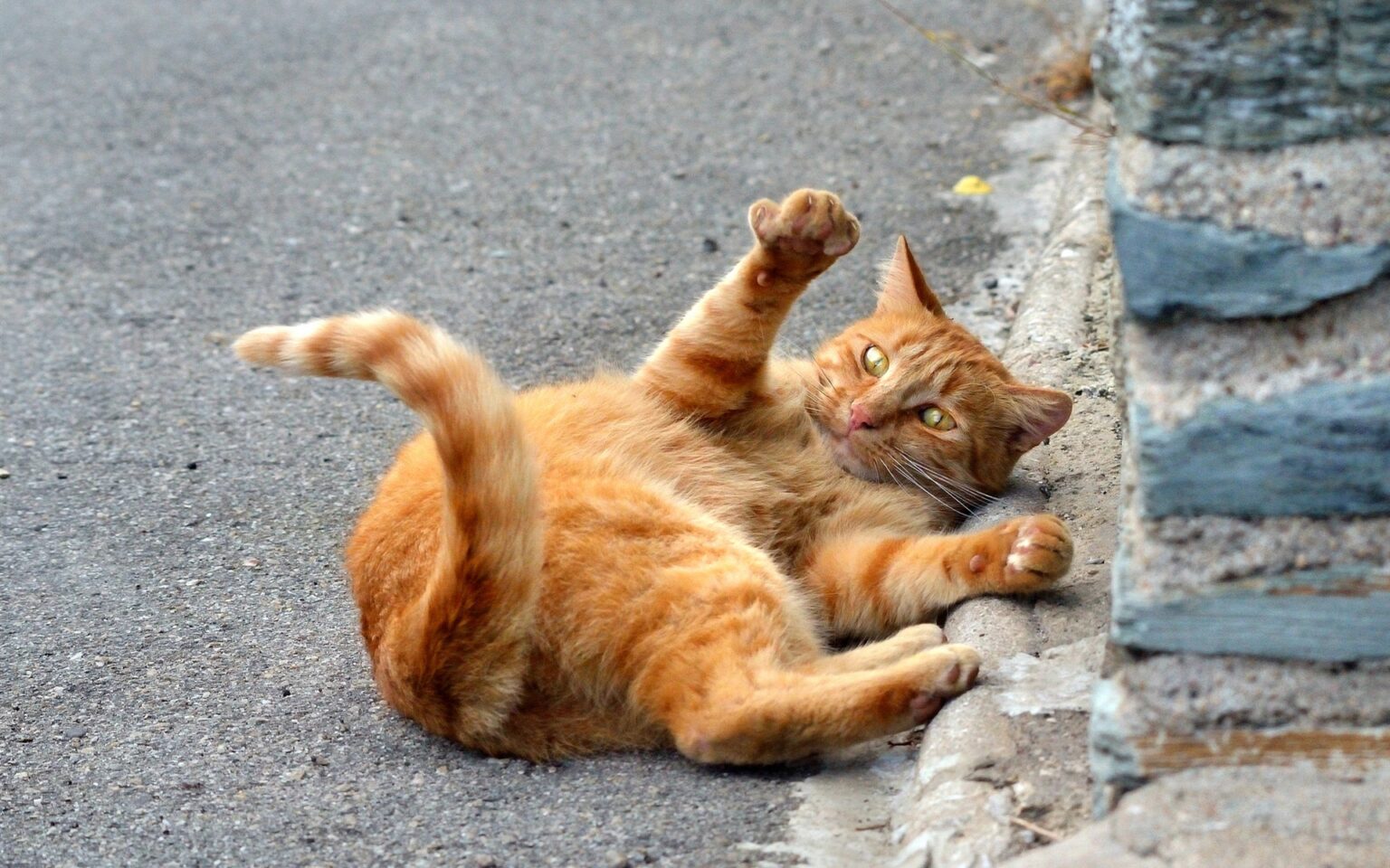 10 Crazy Cat Facts You Never Knew LoneMind 10-crazy-cat-facts-you-never-knew-lonemind