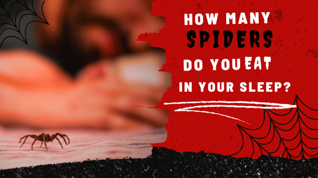 How Many Spiders Do You Eat In Your Sleep? - LoneMind