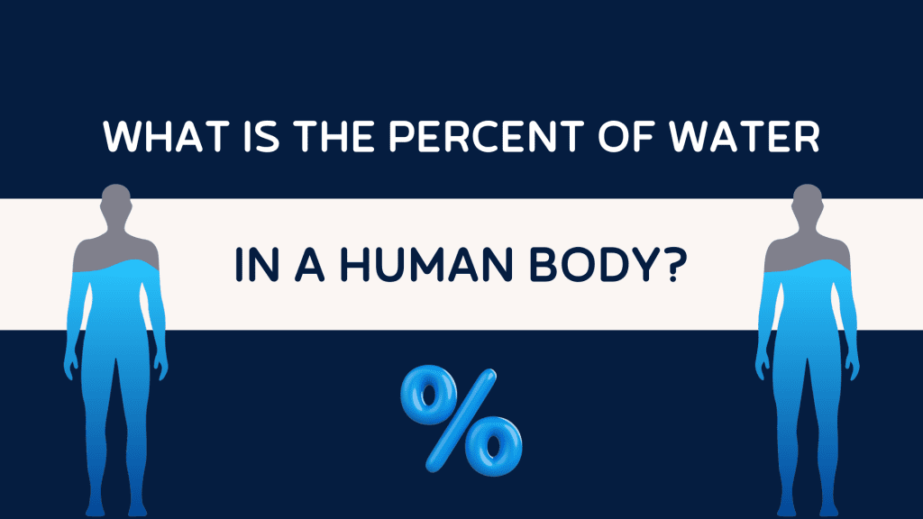 The Significance of Water: Understanding the Percentage of Water in the ...