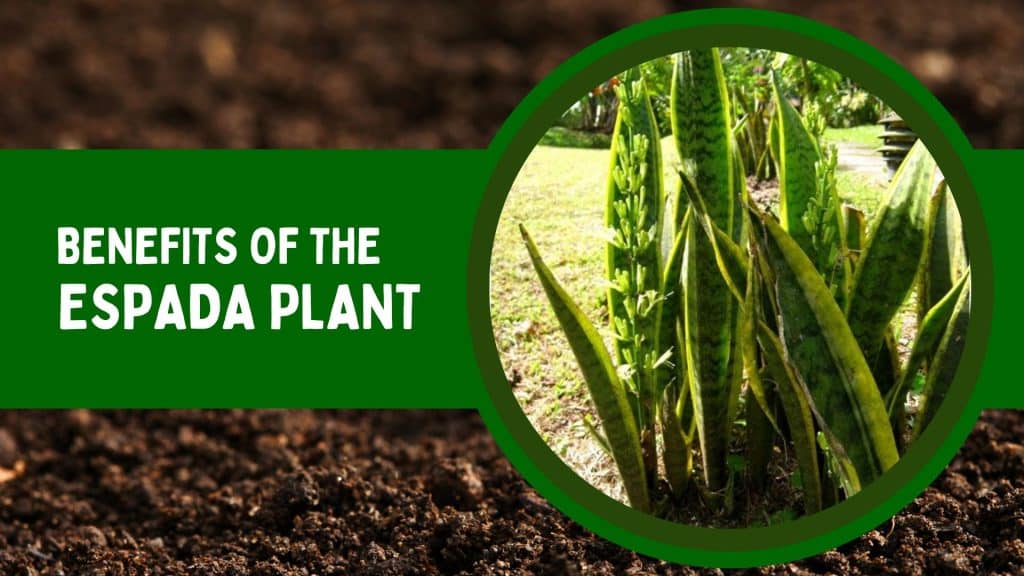 Hidden Marvel: 10 Astonishing Benefits Of The Espada Plant - LoneMind
